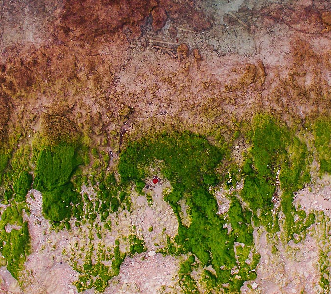 Forest Resilience 1 Batesville Memorial Public Library