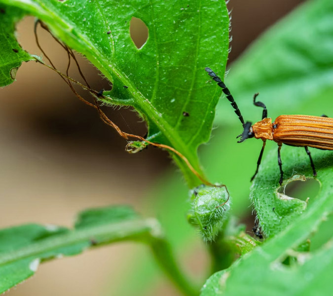 pests-diseases-2 – Batesville Memorial Public Library